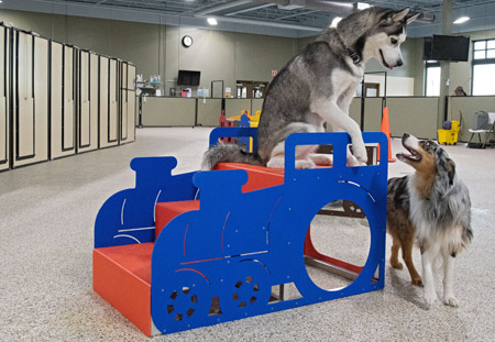 Train Engine Stair - Stone Mountain Pet Products