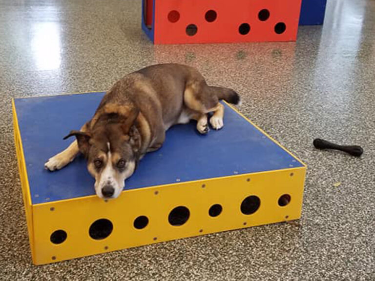 Pause Table - Stone Mountain Pet Products